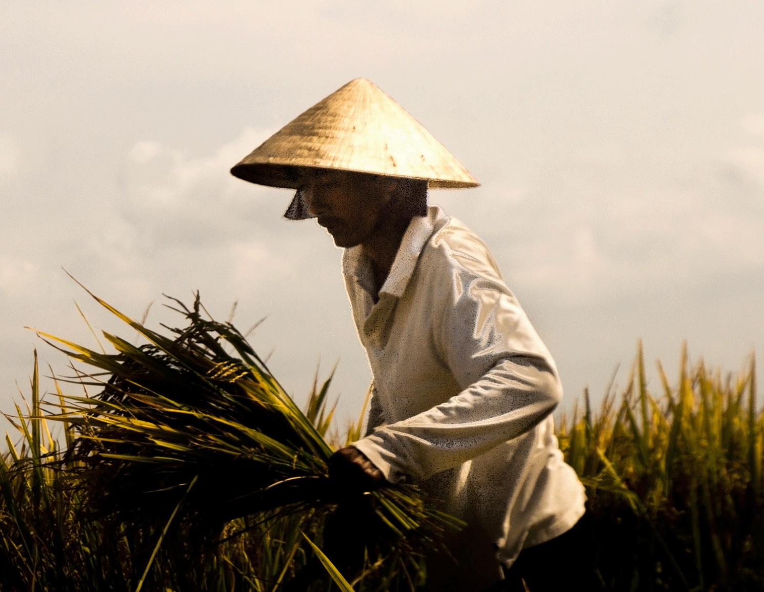 Unity in Diversity – God’s Way of Farming - Social Justice and Ecology ...